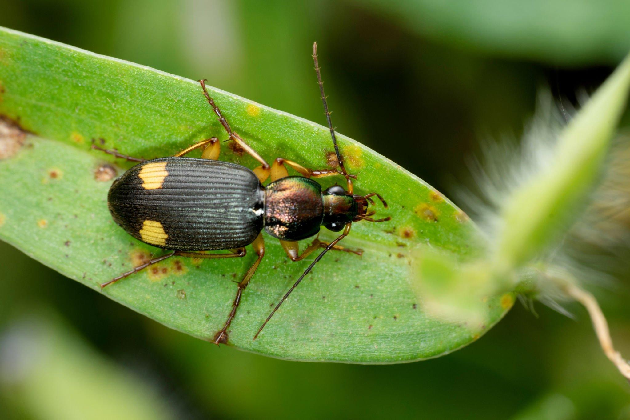 Organic Insect Manage Options for the Backyard pests harm.